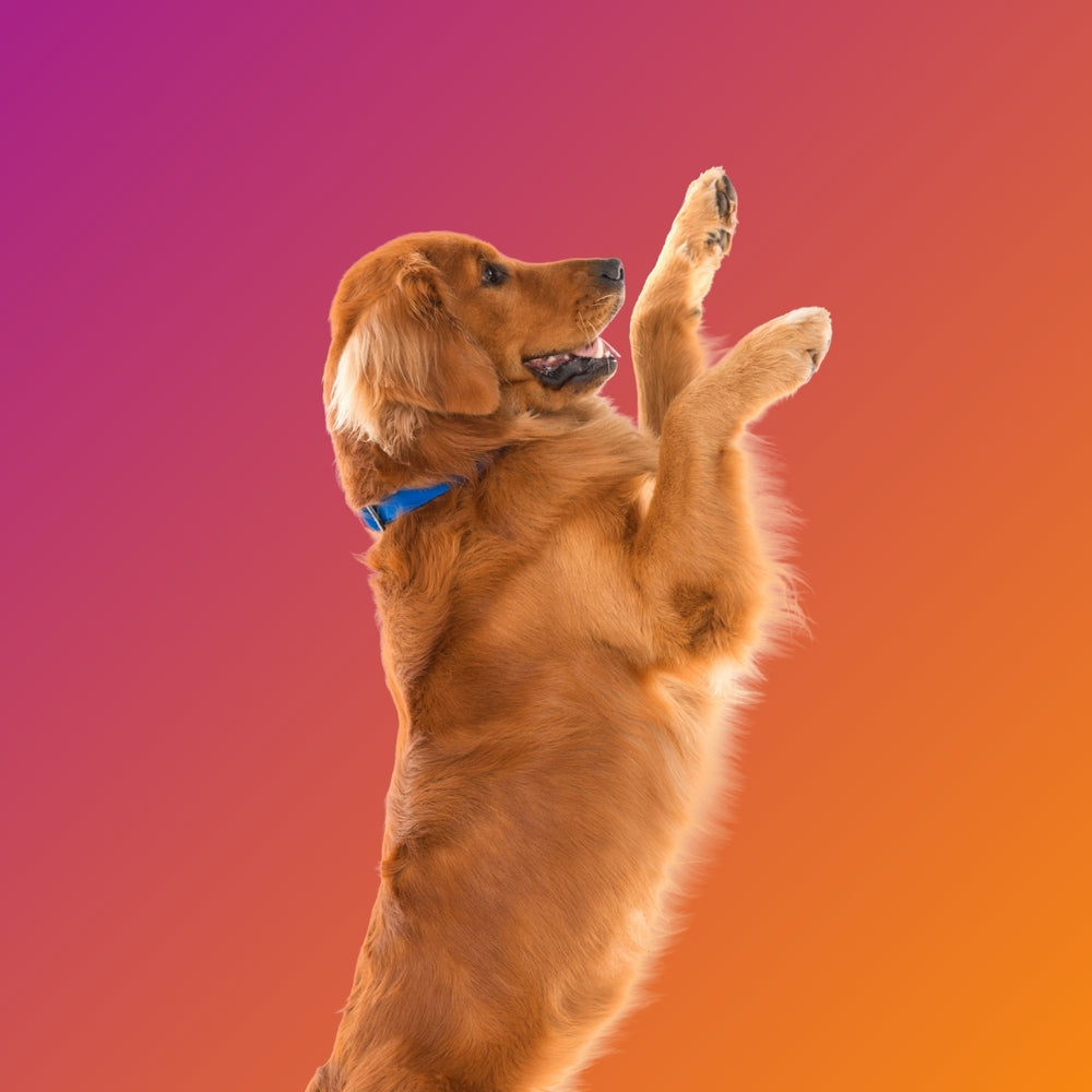 The Perfect Paws | Premium Dog and Cat Supplements