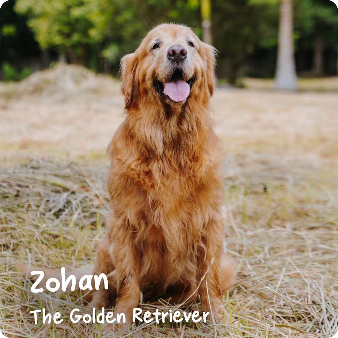 About Us – The Perfect Paws