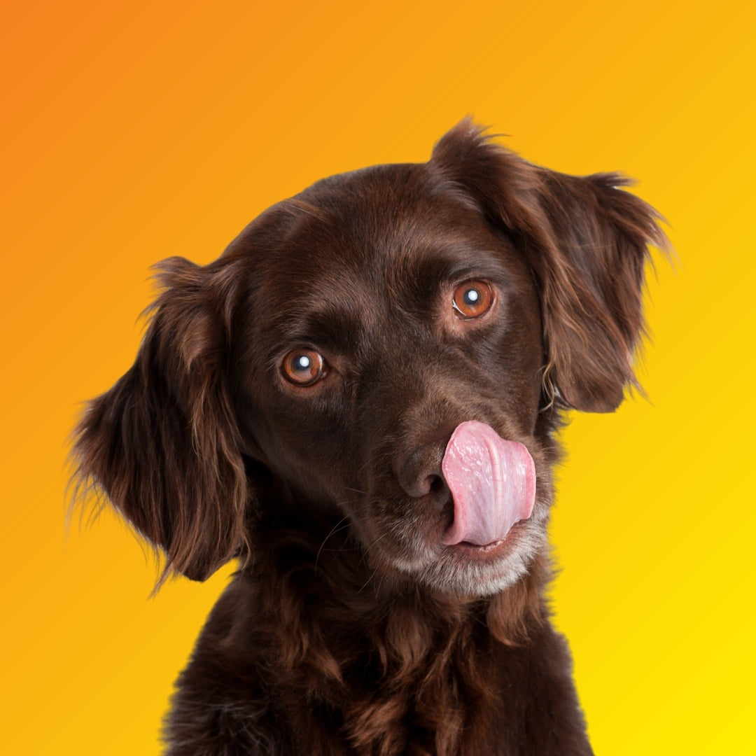 The Perfect Paws | Premium Dog and Cat Supplements