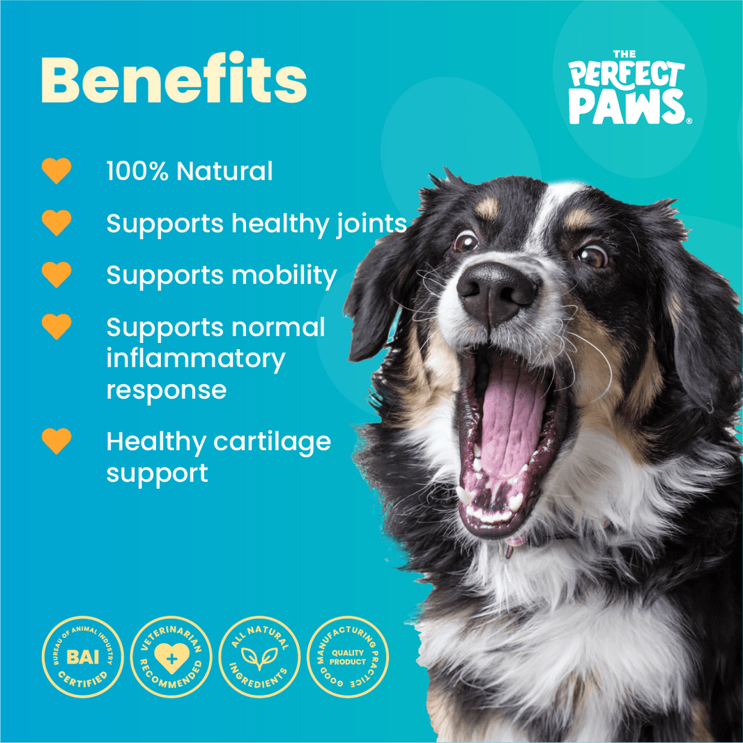 The Perfect Paws: Premium pet supplements for optimal health and wellbeing.