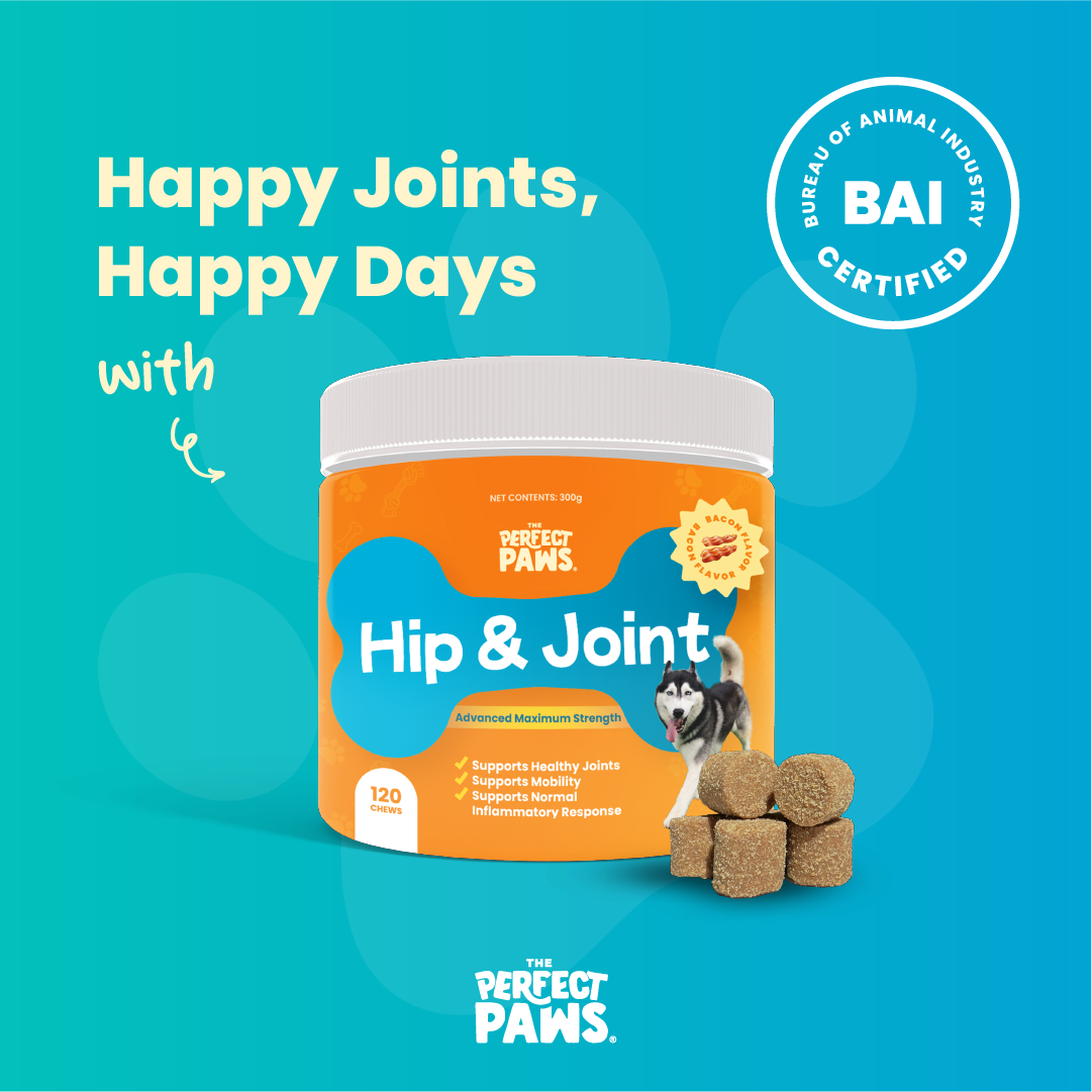 Contact Us – The Perfect Paws