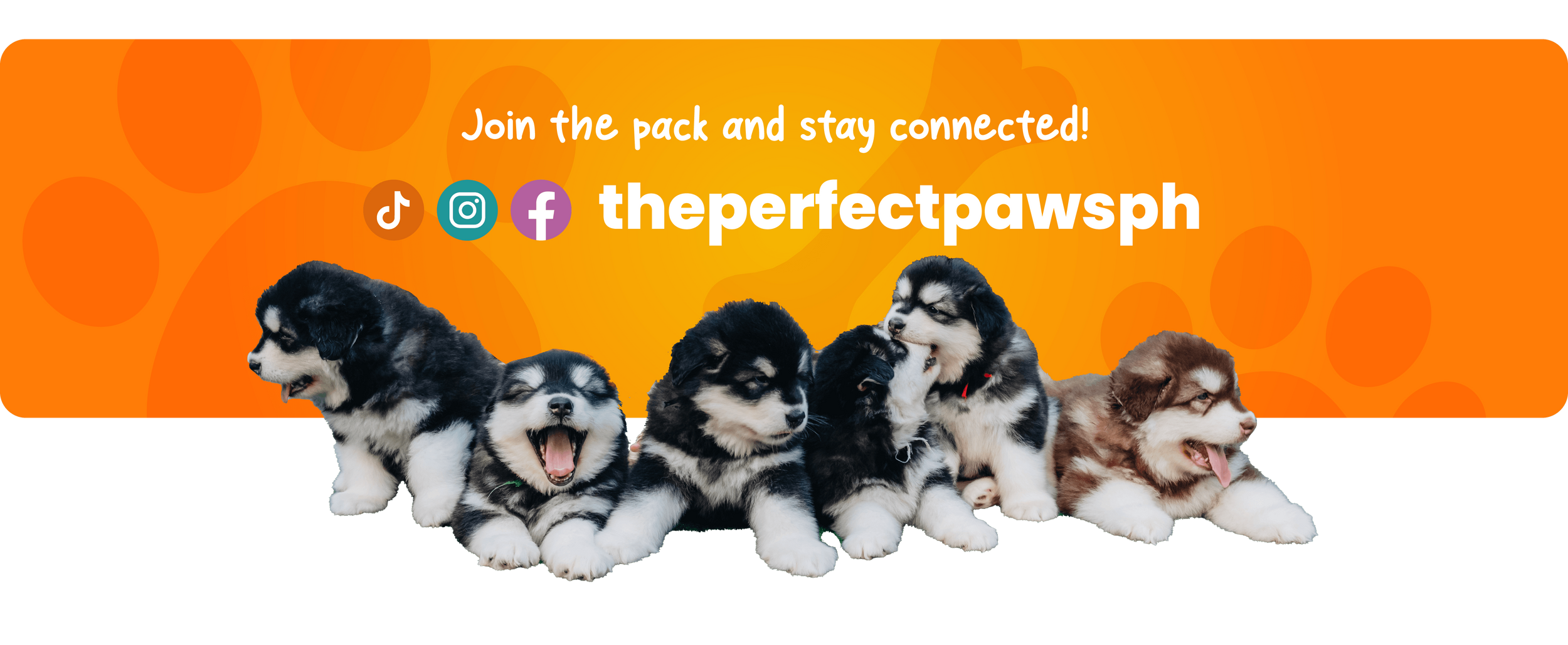 Contact Us – The Perfect Paws