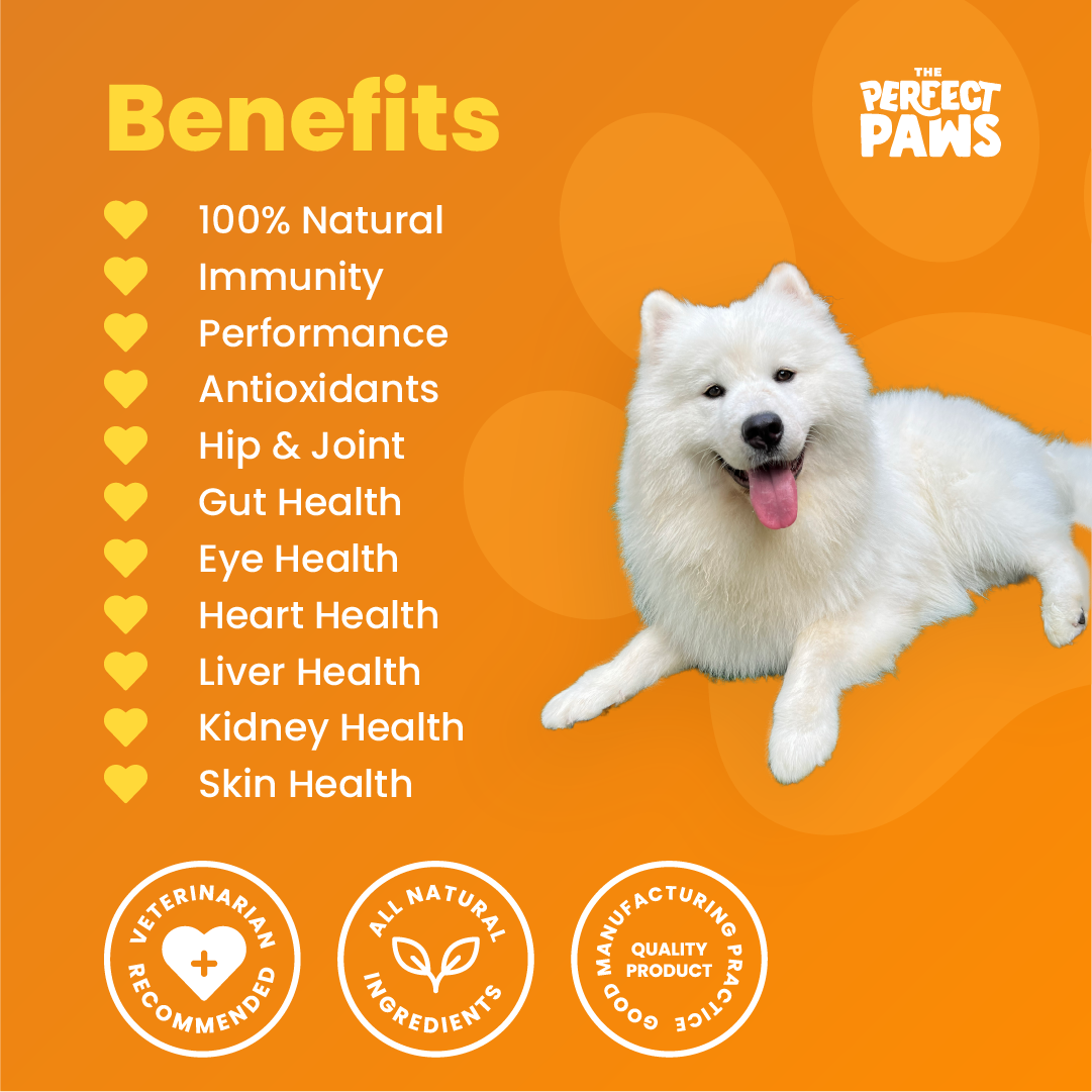 10-in-1 Multivitamins for Dogs – The Perfect Paws