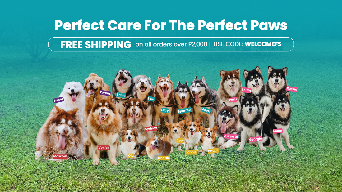 The Perfect Paws | Premium Dog and Cat Supplements
