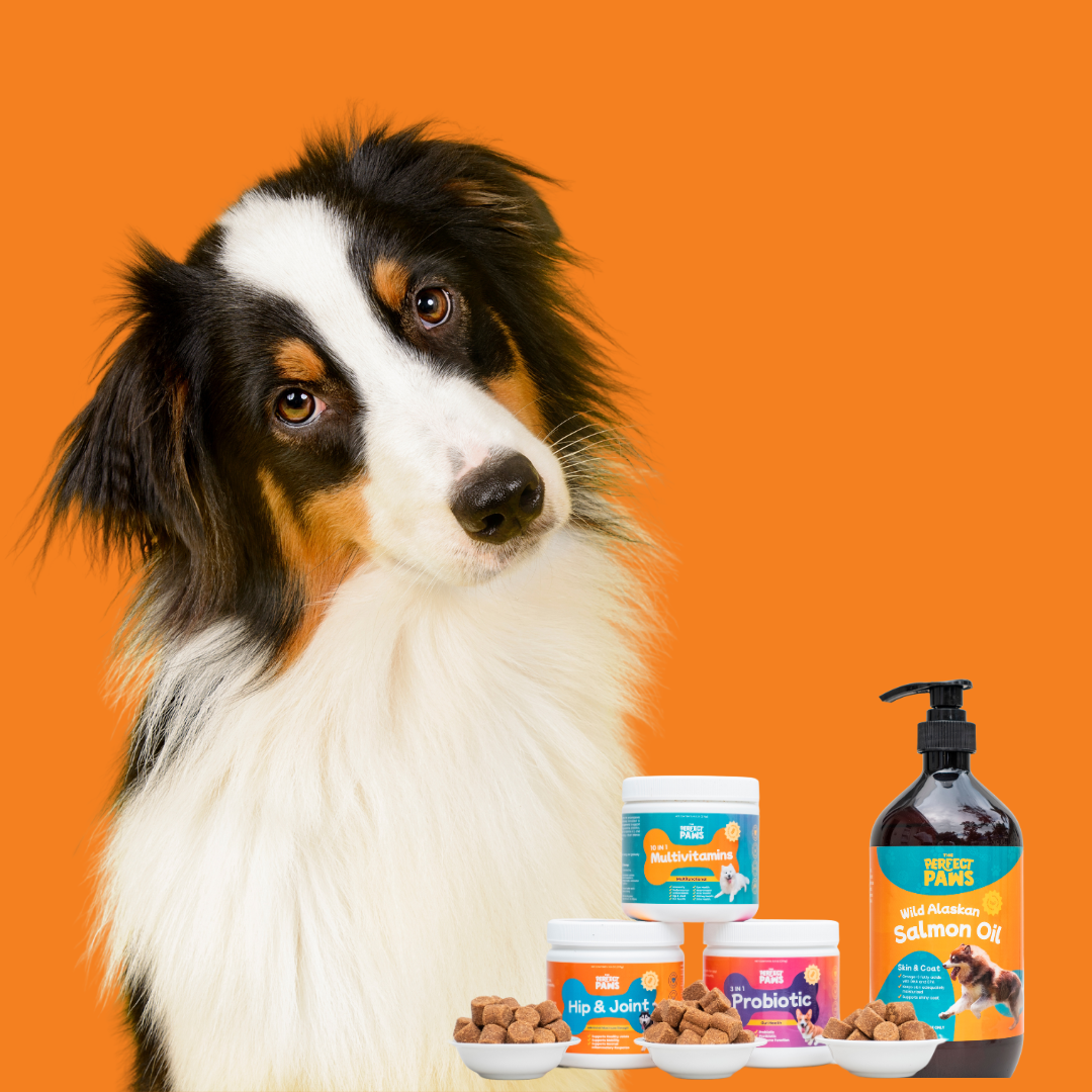 Join the Perfect Paws Pack! – The Perfect Paws